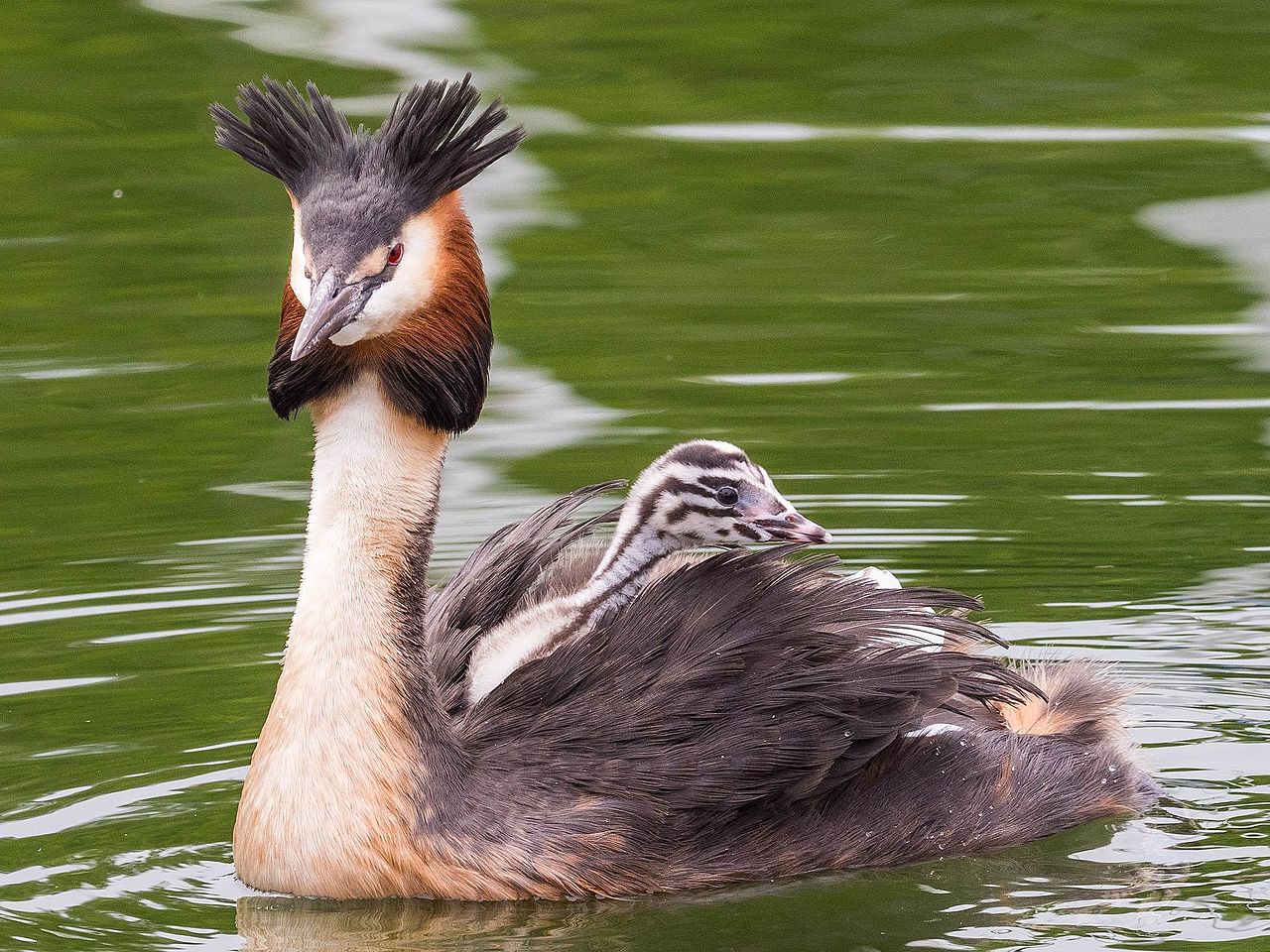 Vogels op en rond de historische begraafplaats Groenesteeg