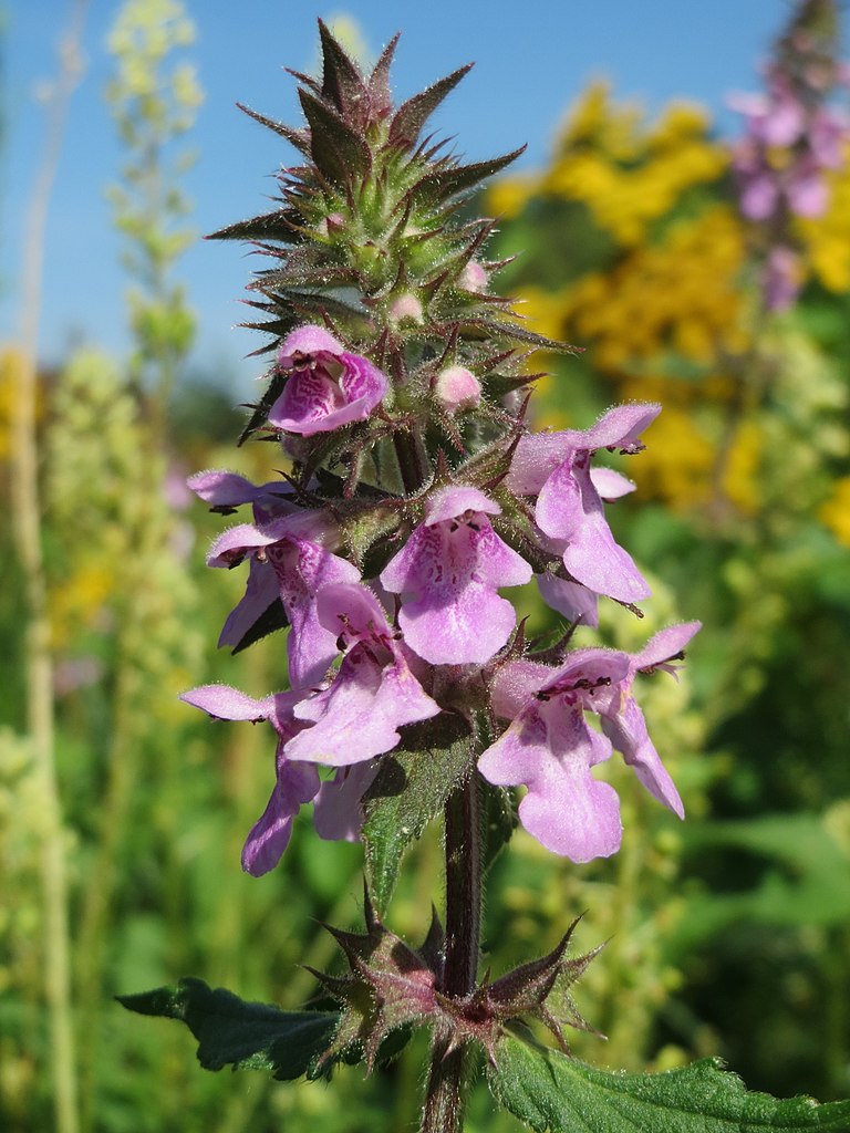 Planten op de historische begraafplaats Groenesteeg